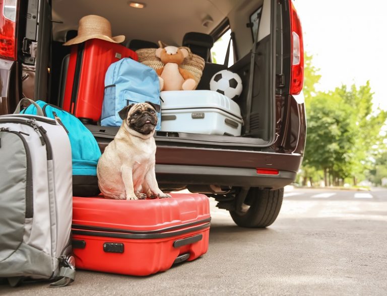 10 Best Pet Relocation Services in 2024